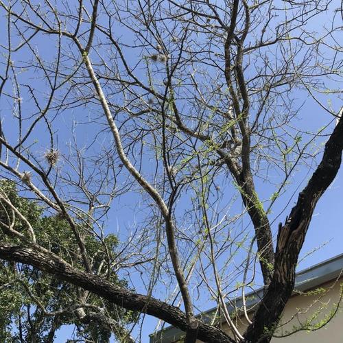 Wright's Acacia (Senegalia wrightii) - Garden.org