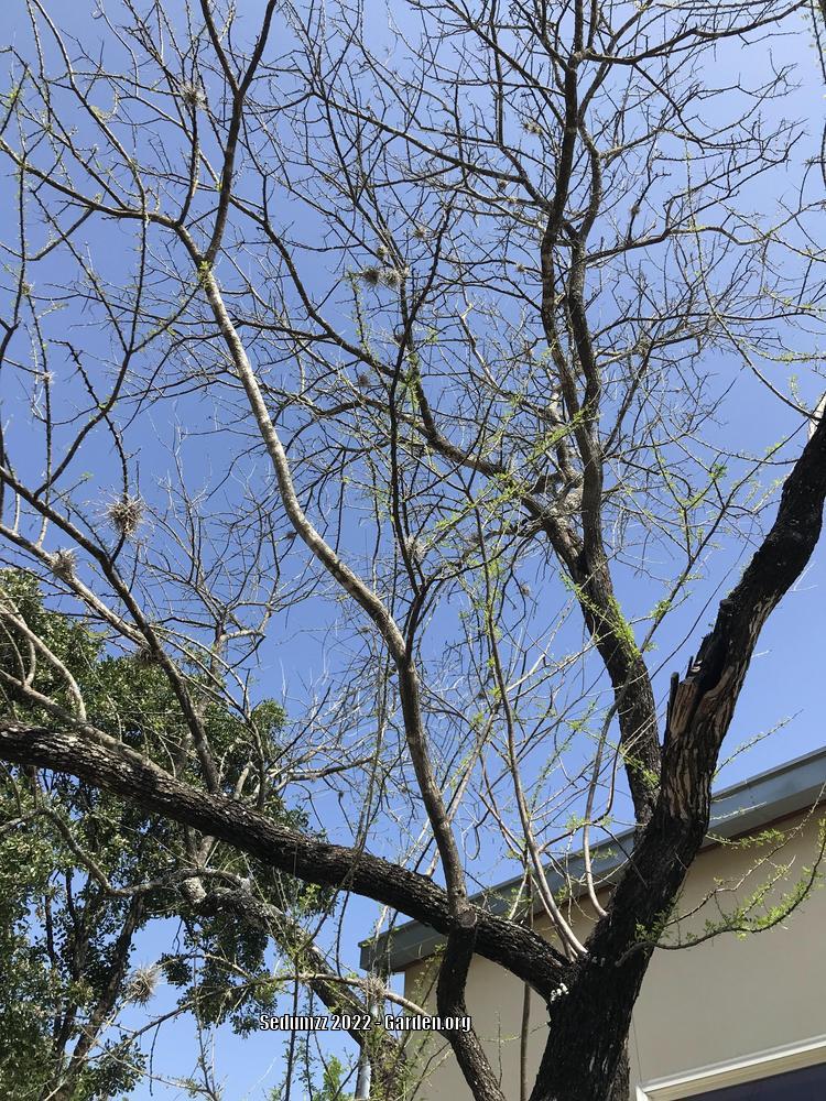 Wright's Acacia (Senegalia wrightii) - Garden.org