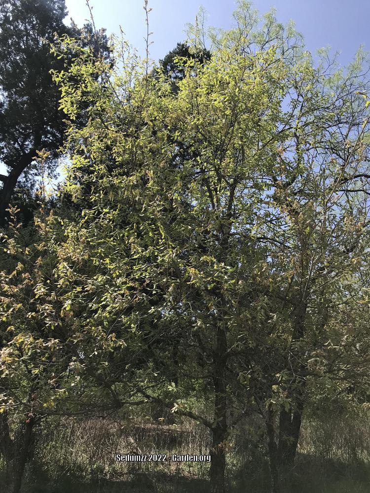 Photo of the entire plant of Lacey oak (Quercus laceyi) posted by ...