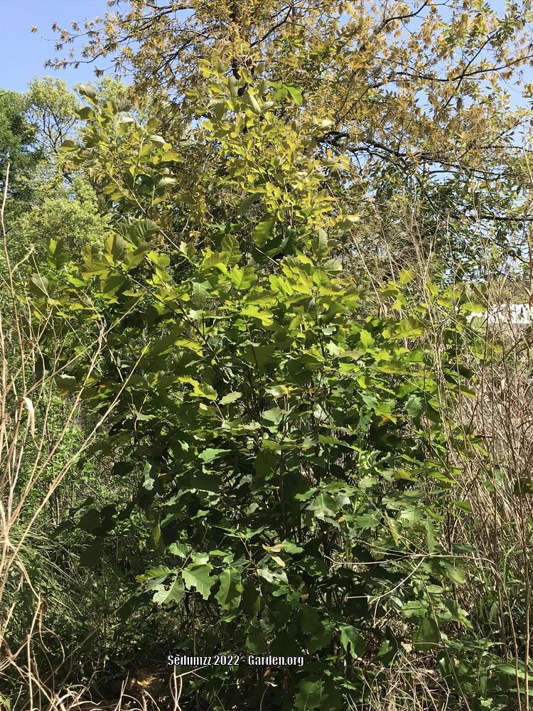 Photo of the entire plant of Mexican White Oak (Quercus polymorpha ...