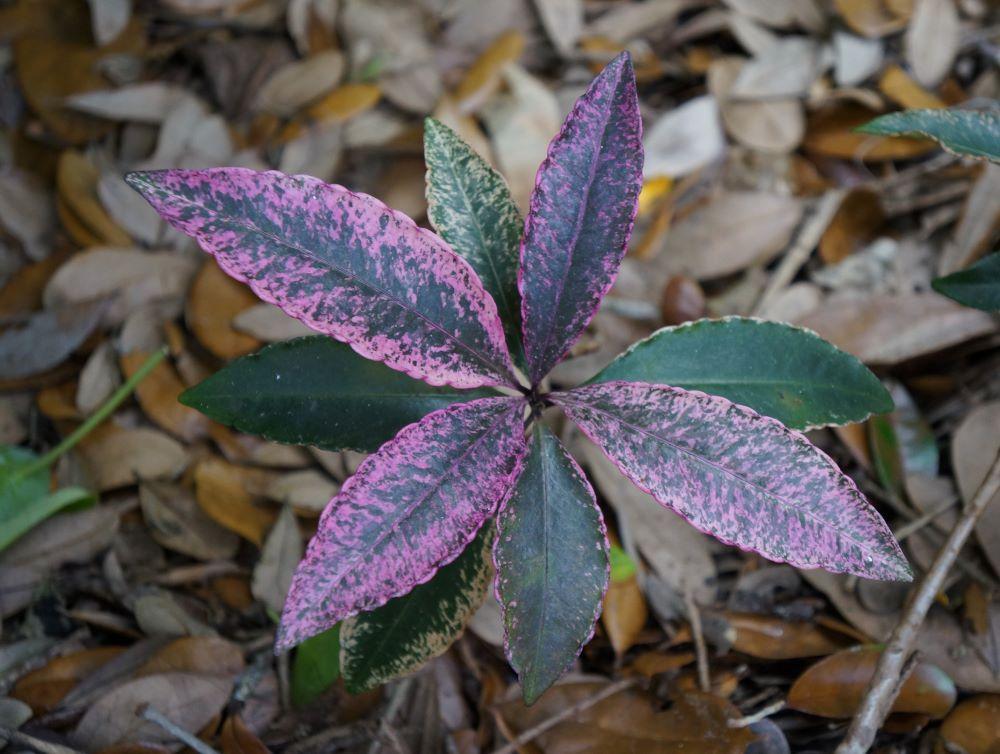 Photo of the leaves of Ardisia crenata Red Hot Embers™ posted by ...