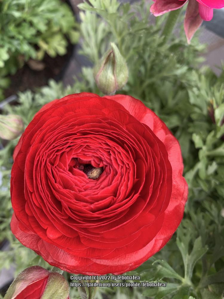 Photo of the bloom of Ranunculus 'Aviv Red' posted by JebobaTea ...