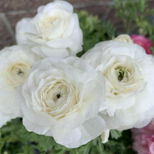 Ranunculus 'Aviv White' - Garden.org