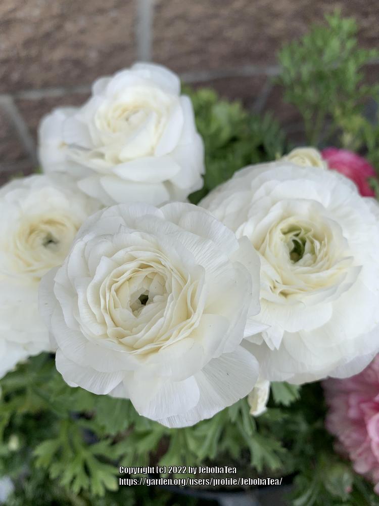 Ranunculus 'Aviv White' - Garden.org
