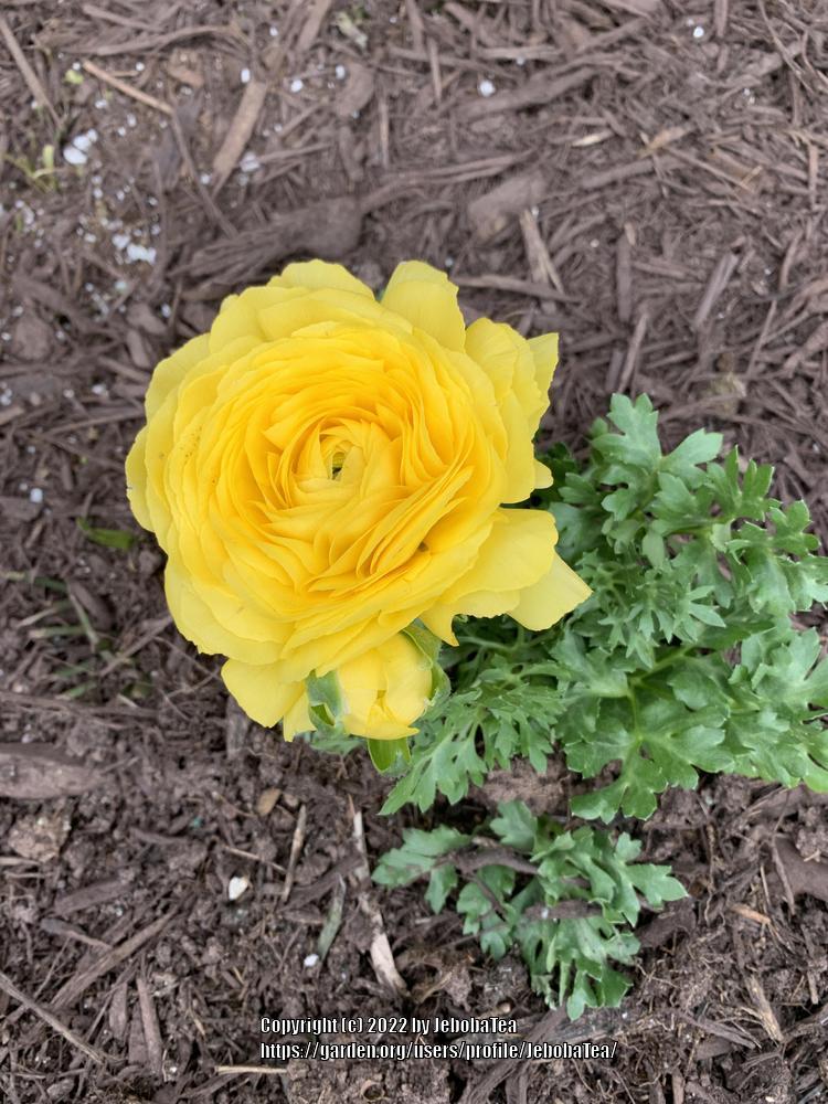 Photo of the entire plant of Ranunculus 'Aviv Yellow' posted by ...