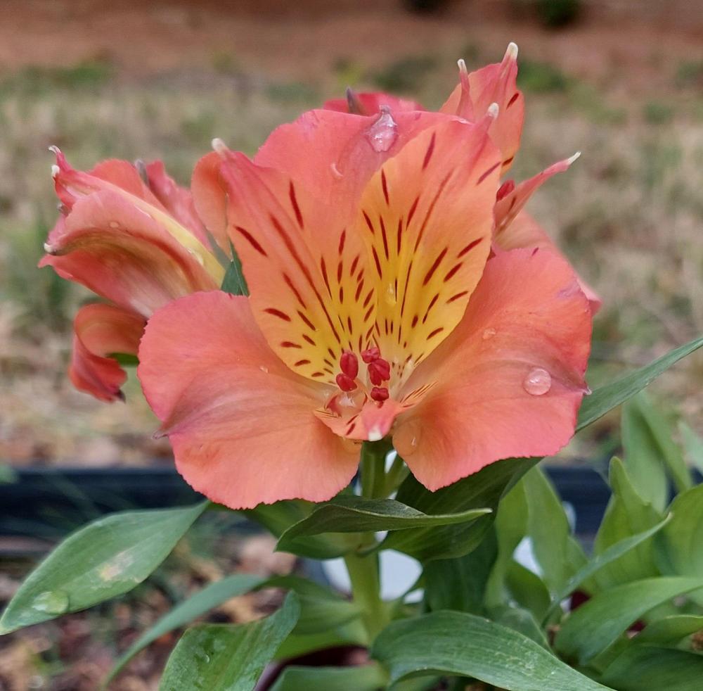 Peruvian Lily (Alstroemeria Princess Lilies® Amina) in the Peruvian ...