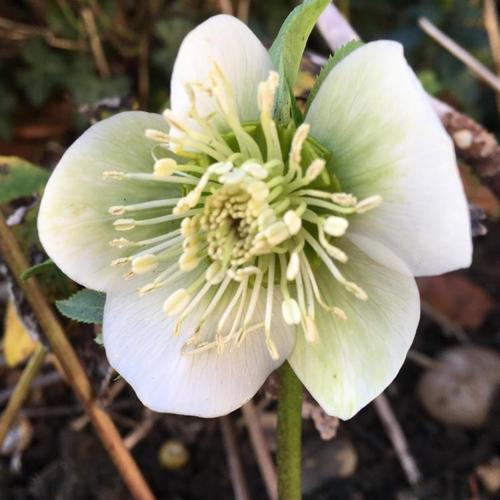 Hellebore (Helleborus niger 'Christmas Carol') in the Hellebores ...