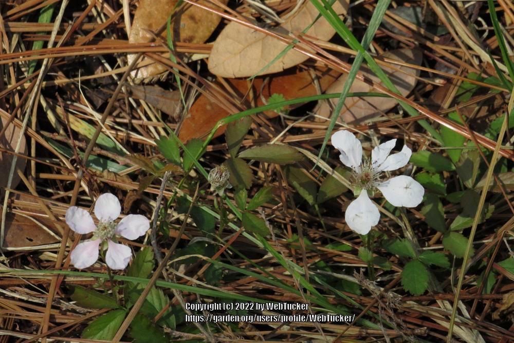Photo of the bloom of Northern Dewberry (Rubus flagellaris) posted by ...