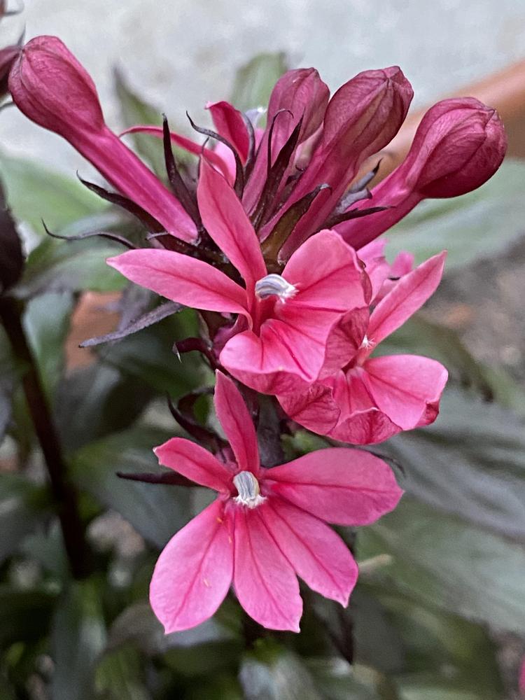 Photo of the bloom of Cardinal Flower (Lobelia x speciosa Starship ...