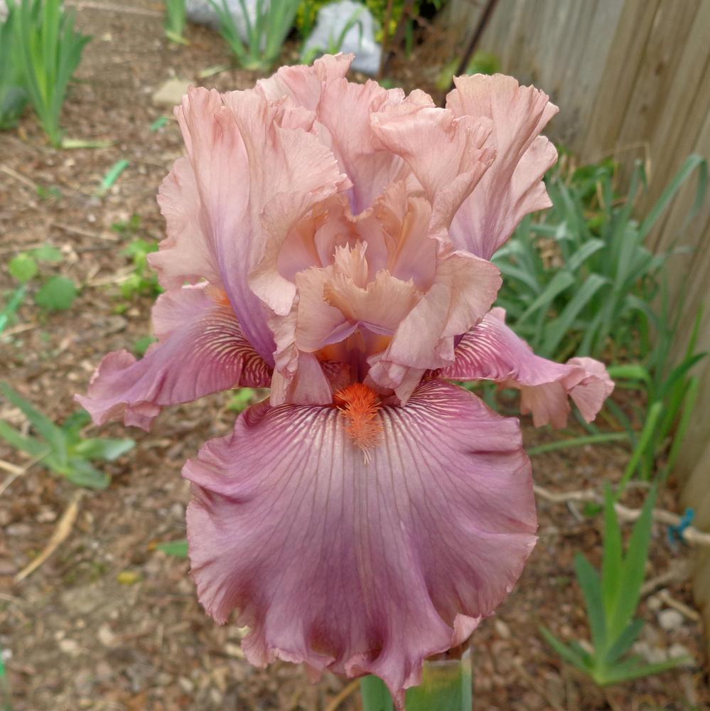 Photo of the bloom of Tall Bearded Iris (Iris 'Good Morning Beautiful ...