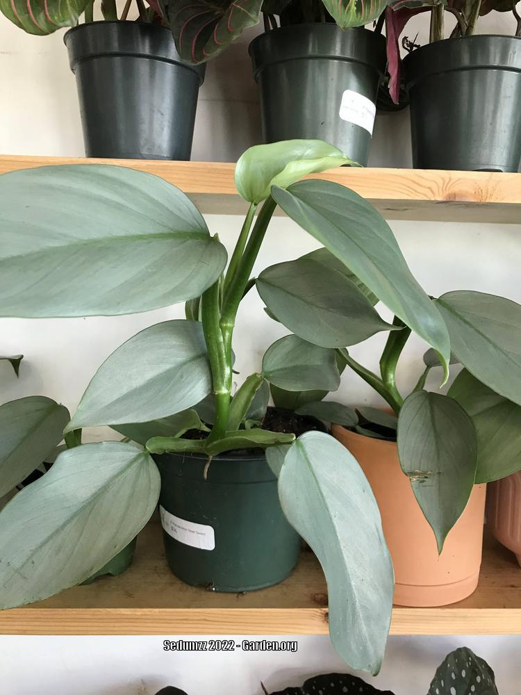 Photo of the entire plant of Spade-Leaf Philodendron (Philodendron ...