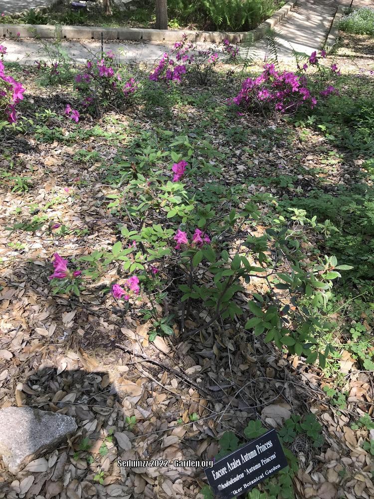 Photo of the entire plant of Azalea (Rhododendron Encore® Autumn ...