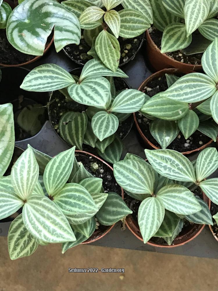 Parallel Peperomia (Peperomia tetragona) - Garden.org
