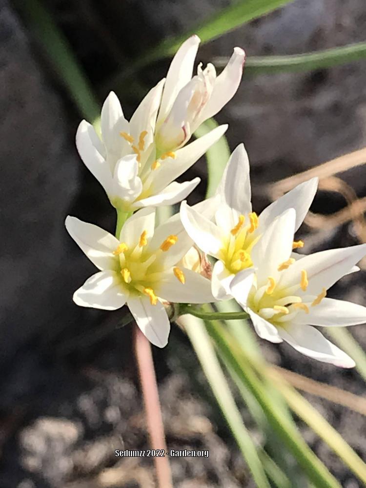 Photo of the bloom of Crow Poison (Nothoscordum bivalve) posted by ...