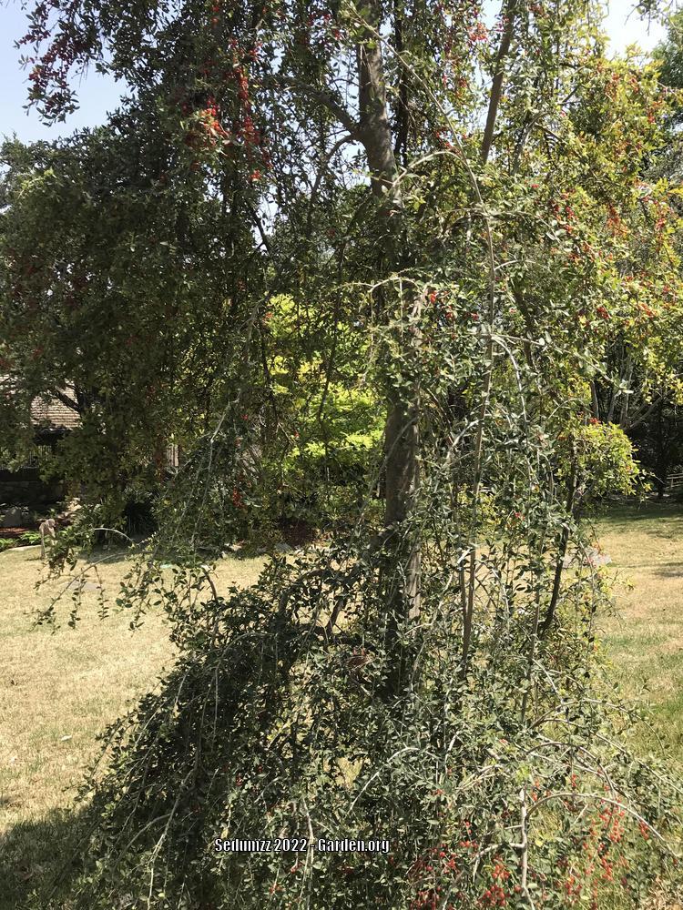 Weeping Yaupon Holly (Ilex vomitoria 'Pendula') in the Ilex Database ...