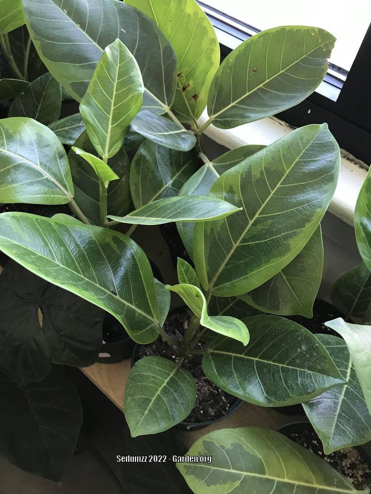 Rubber Tree (Ficus elastica 'Lemon N Lime') - Garden.org