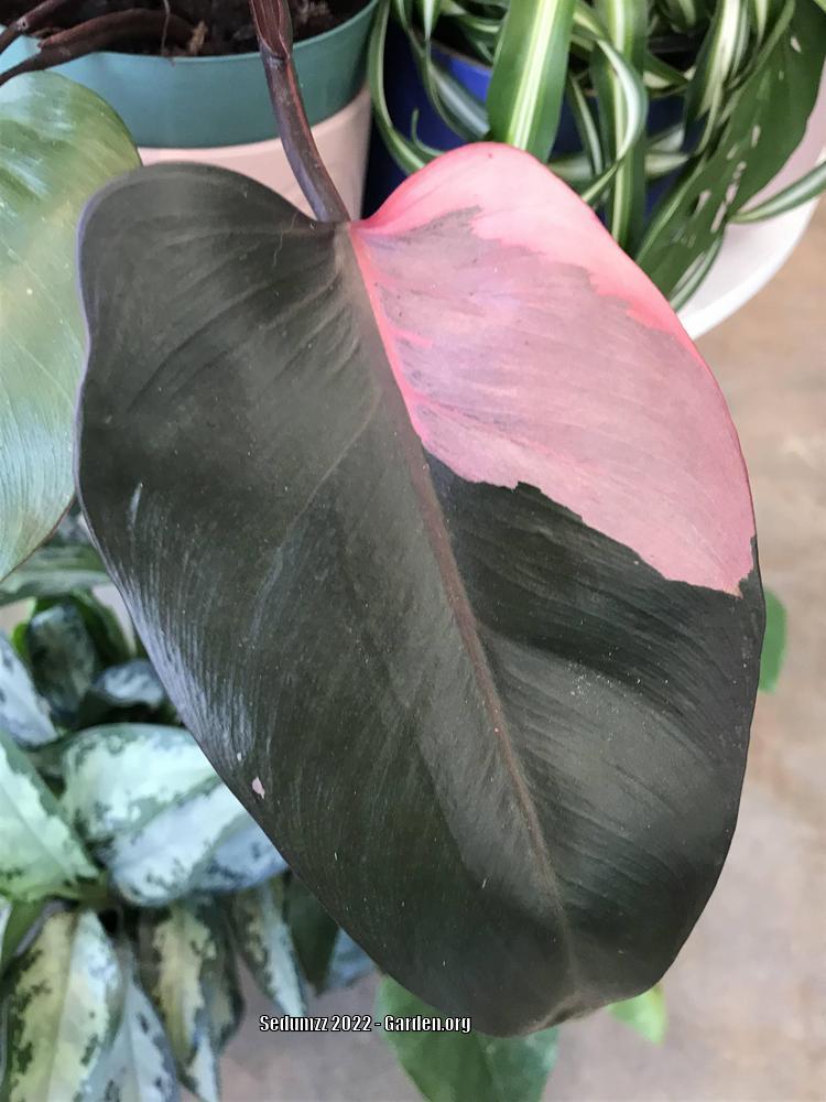 Blushing Philodendron (Philodendron erubescens 'Pink Princess') in the ...