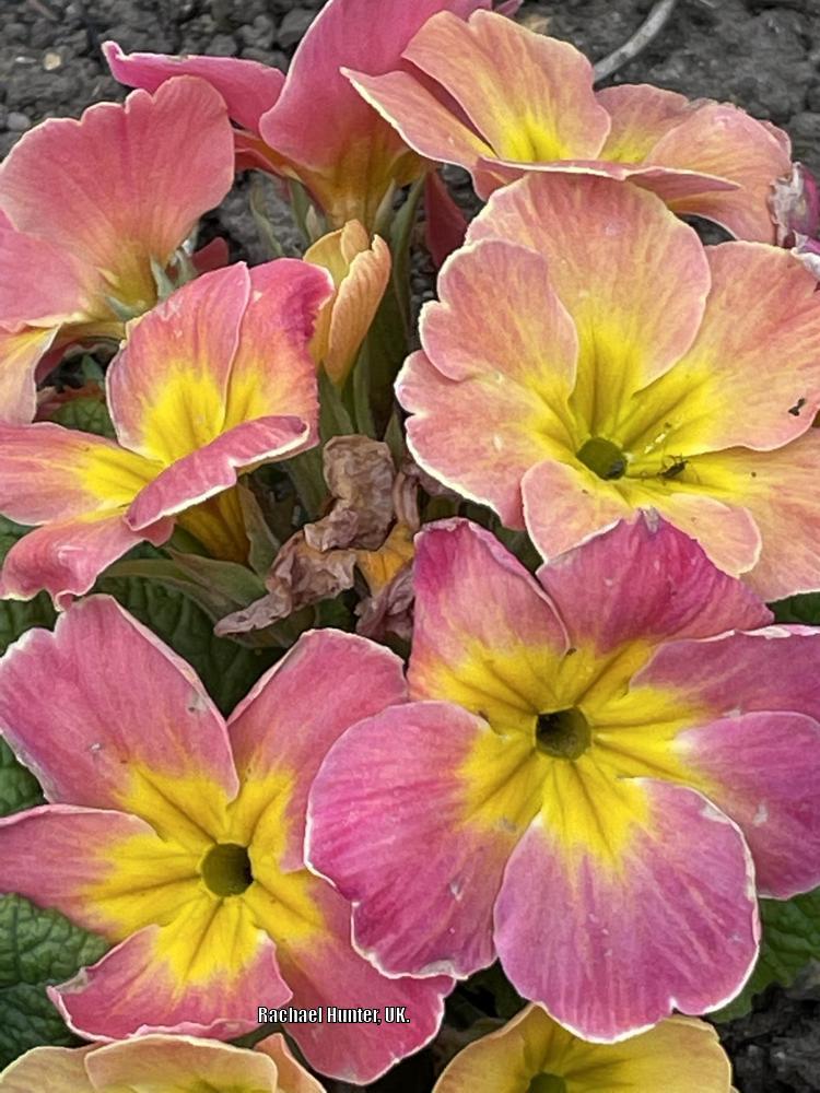 Photo of the bloom of Polyanthus (Primula 'Chameleon') posted by ...