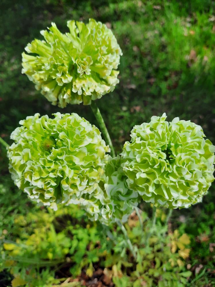 Photo of the bloom of Ranunculus Cloni Pon-Pon® Igloo posted by ...