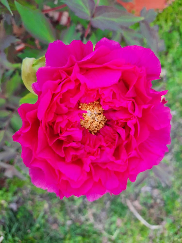 Photo of the bloom of Japanese Tree Peony (Paeonia x suffruticosa ...
