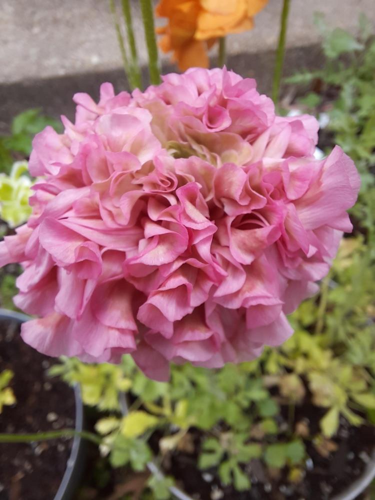 Ranunculus Cloni Pon-Pon® Hermione - Garden.org