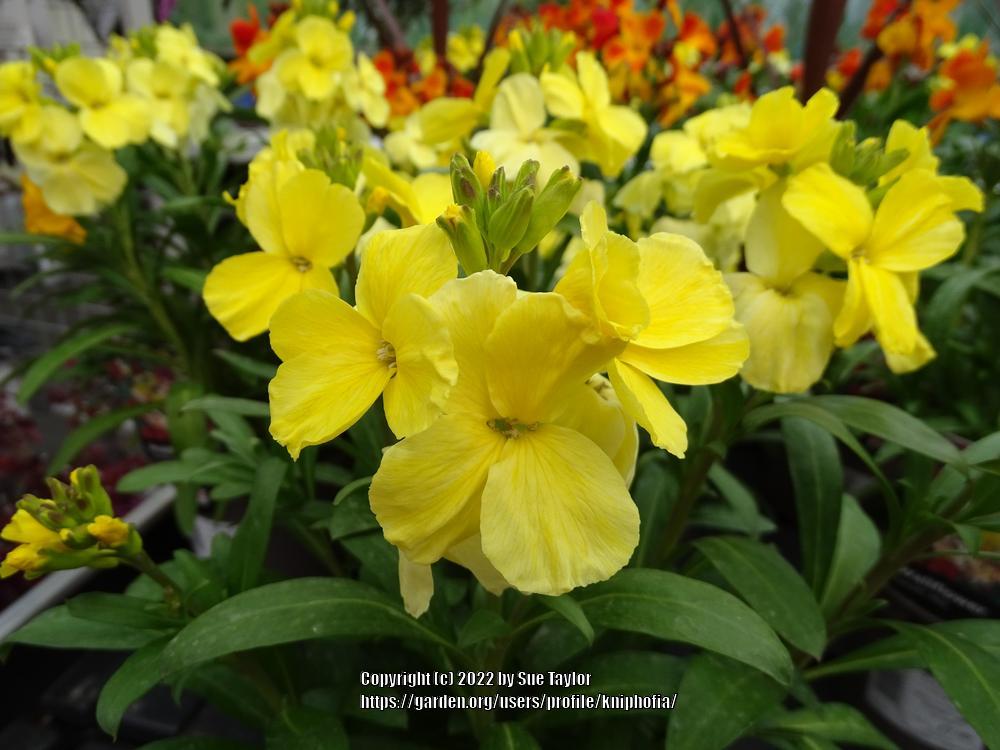 Wallflower (Erysimum 'Sunset Yellow') - Garden.org