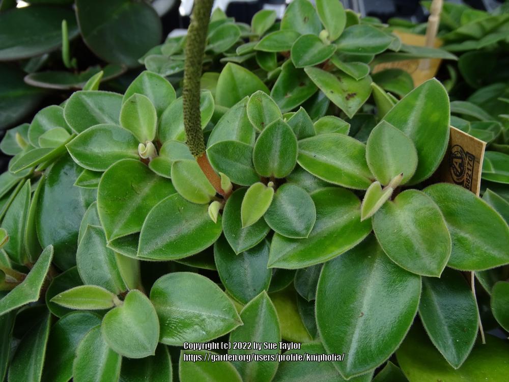 Photo of the leaves of Teardrop Peperomia (Peperomia 'Orba') posted by ...