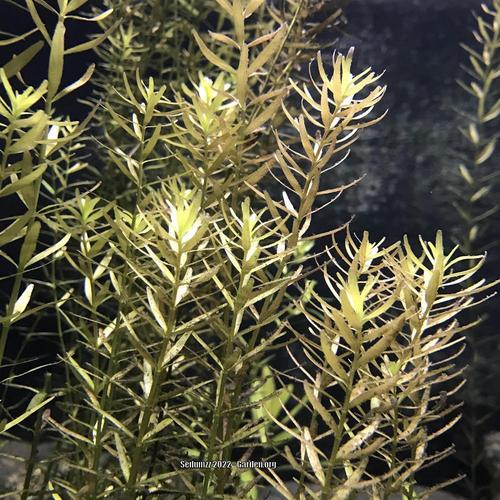 Indian Toothcup (Rotala indica) - Garden.org