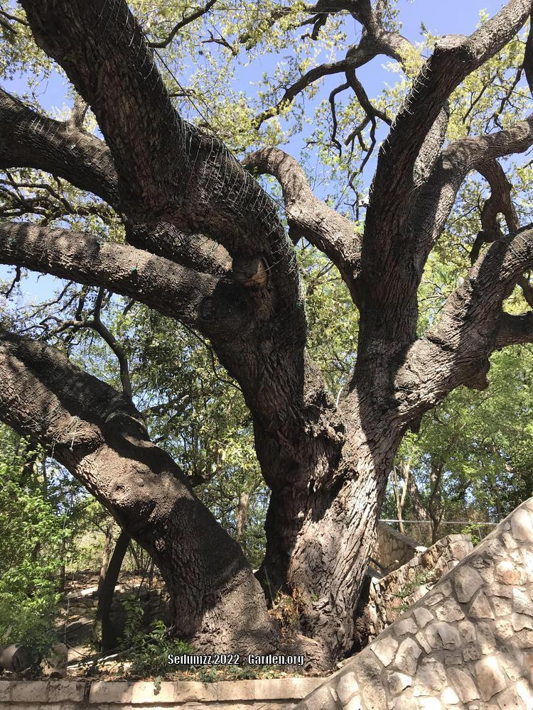 Photo of the stem, scape, stalk or bark of Live Oak (Quercus virginiana ...