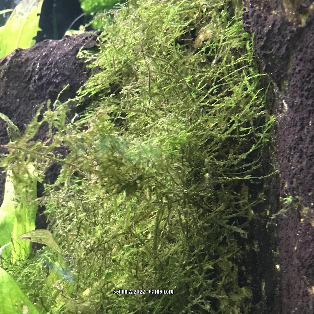 Photo of the entire plant of Java Moss (Vesicularia dubyana) posted by ...