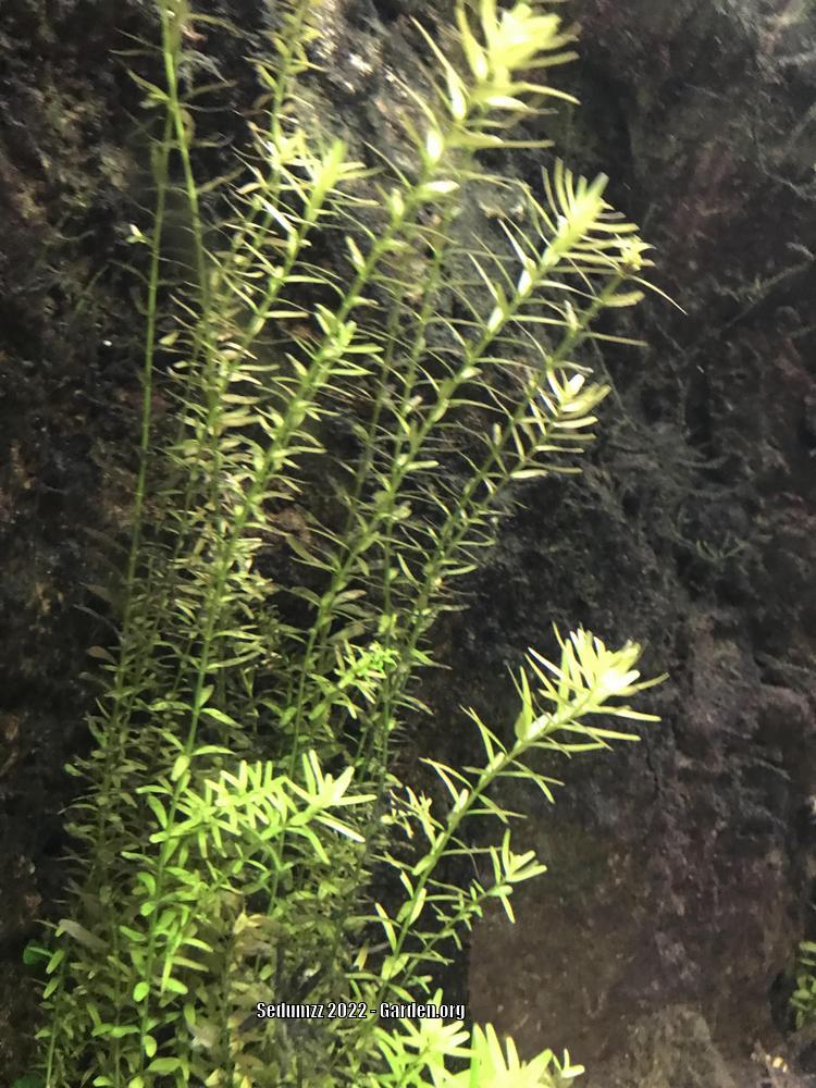 Photo of the entire plant of Indian Toothcup (Rotala indica) posted by ...