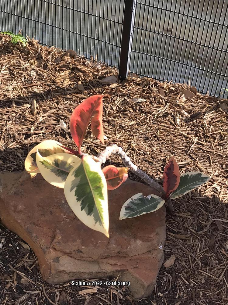 Photo of the entire plant of Variegated Rubber Tree (Ficus elastica ...