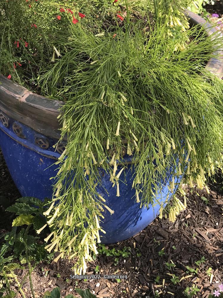 Photo of the entire plant of Yellow Firecracker Fern (Russelia ...