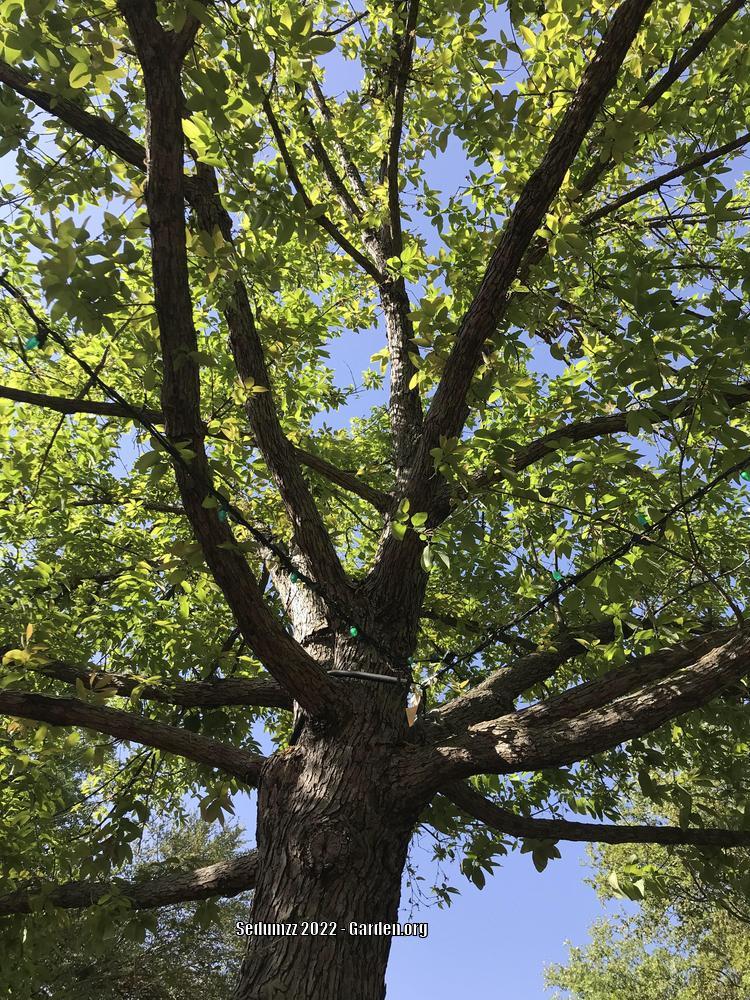 Photo of the entire plant of Mexican White Oak (Quercus polymorpha ...