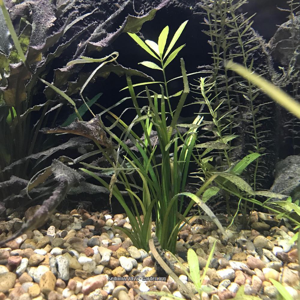 Photo of the entire plant of Eel Grass (Vallisneria americana) posted ...