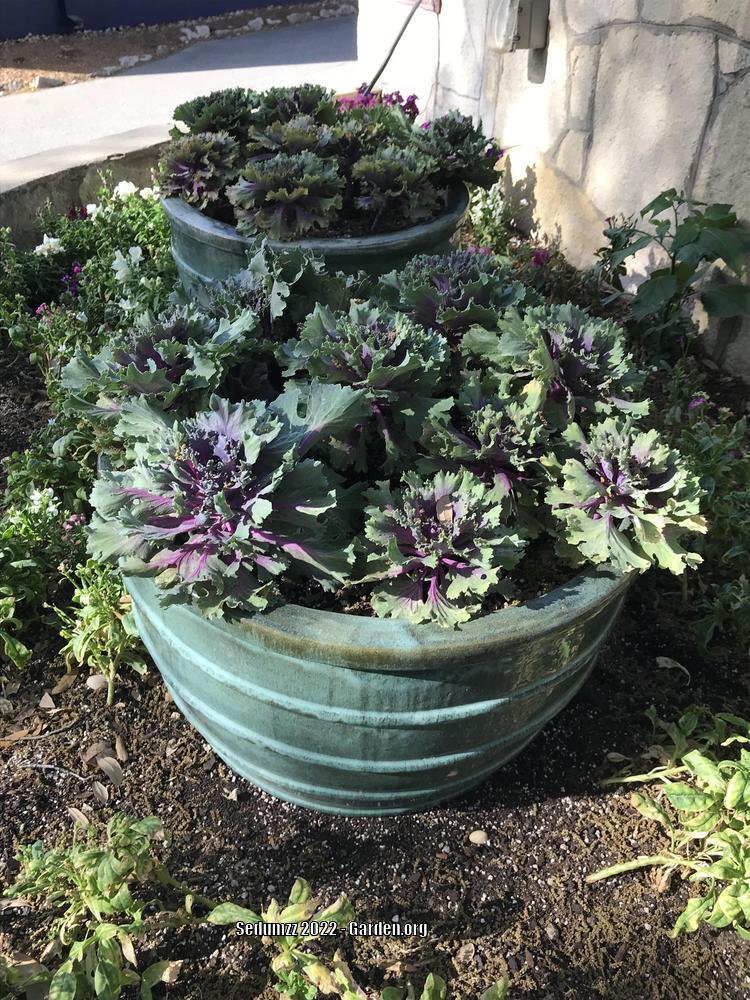 Flowering Cabbage (Brassica oleracea var. viridis 'Osaka Red') in the ...