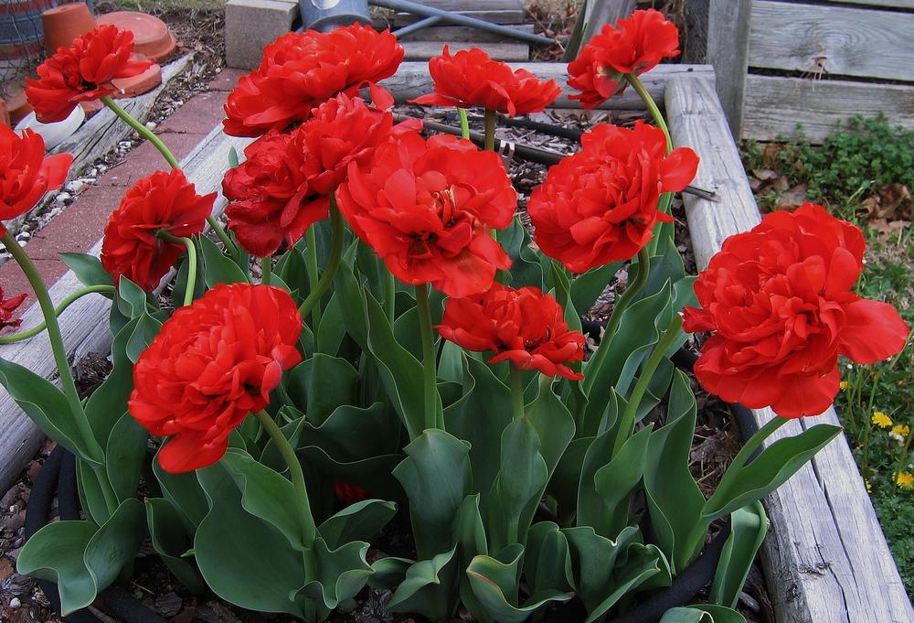 Photo of the entire plant of Double Late Tulip (Tulipa 'Miranda ...