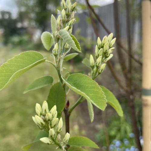 Shadblow Serviceberry (Amelanchier canadensis 'Rainbow Pillar ...