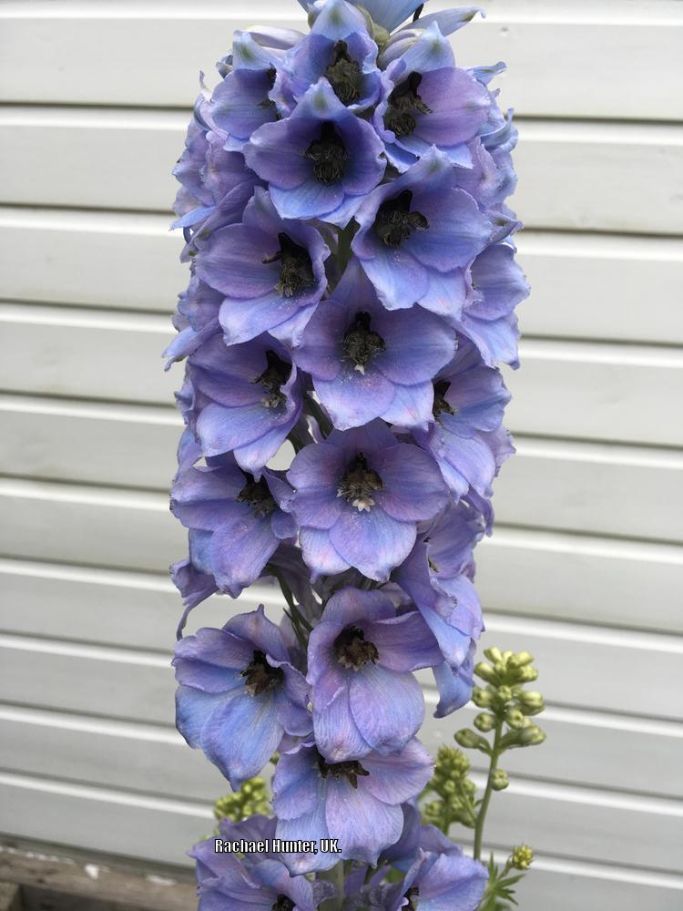 Larkspur (Delphinium 'Benary's Pacific Cameliard') in the Delphiniums ...