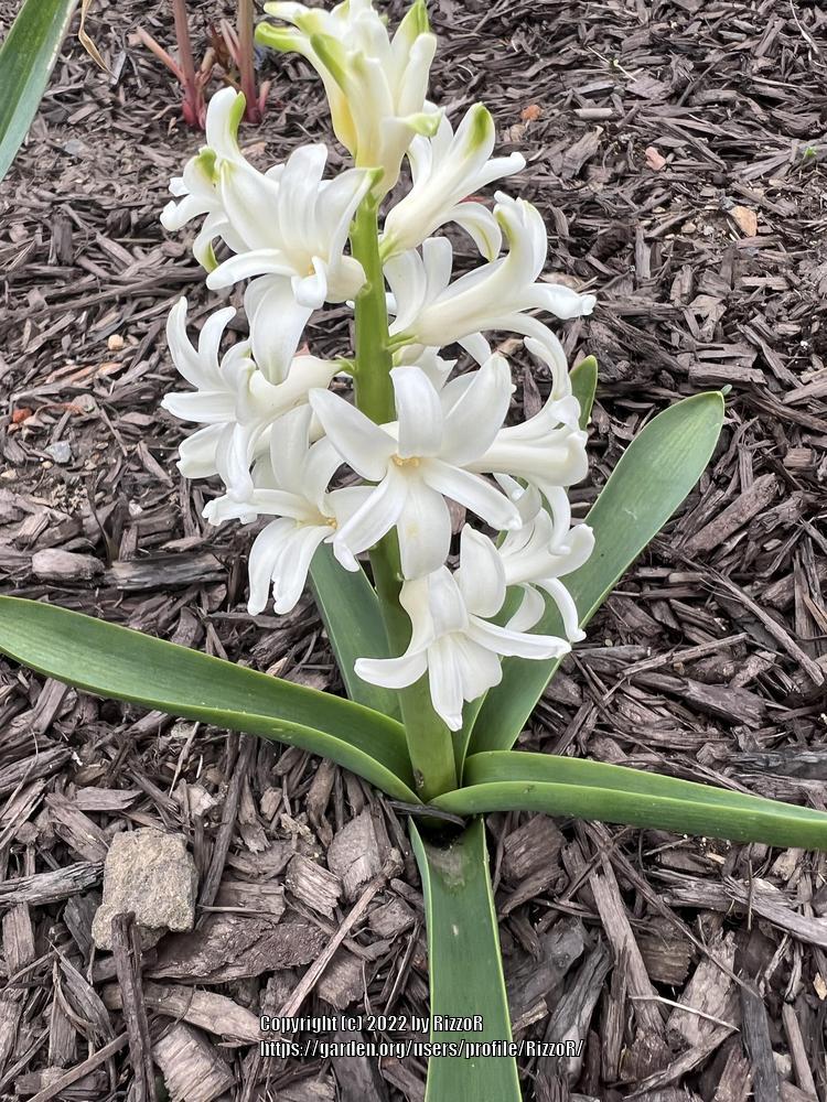 Dutch Hyacinth (Hyacinthus orientalis 'Carnegie') in the Hyacinths Database - Garden.org