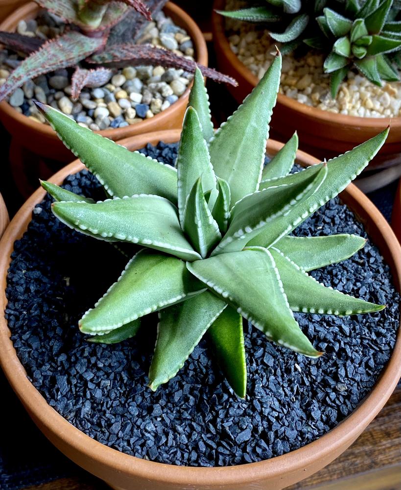 Tulista marginata - Garden.org