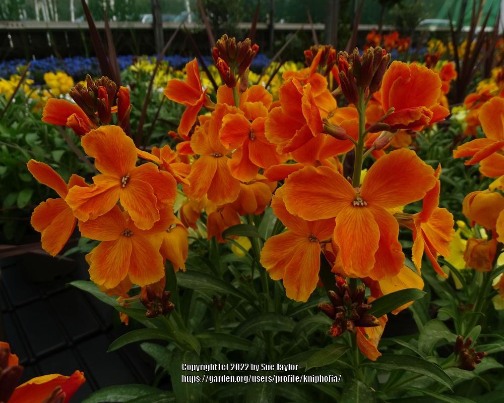 Wallflower (Erysimum cheiri 'Sunset Orange') - Garden.org