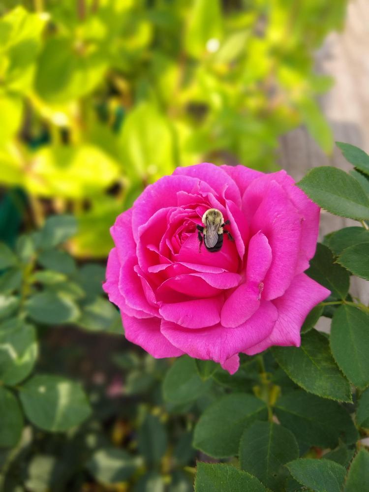 Rose (Rosa 'Miranda Lambert') in the Roses Database - Garden.org