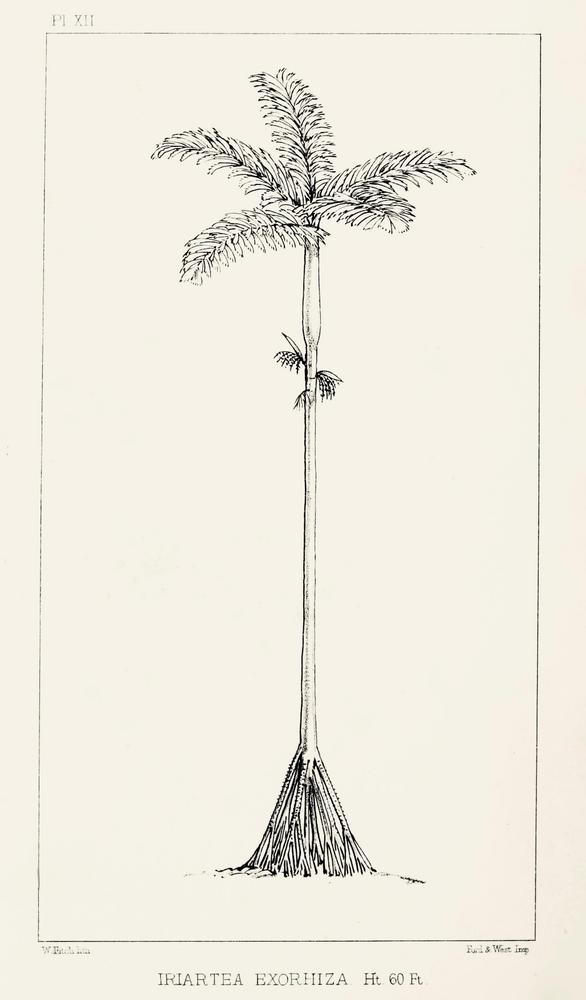 Walking Palm (Socratea exorrhiza) - Garden.org