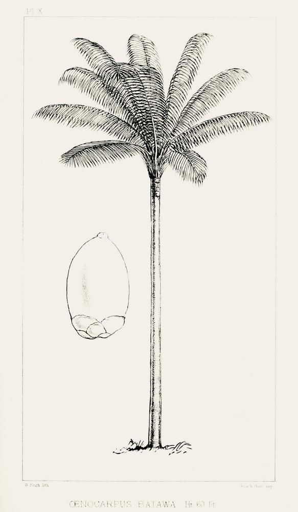 Oenocarpus bataua var. bataua - Garden.org