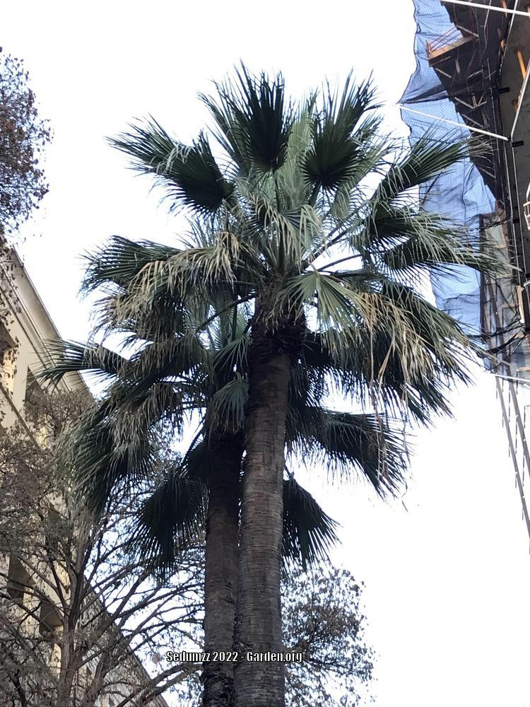 Texas palm (Sabal mexicana) - Garden.org