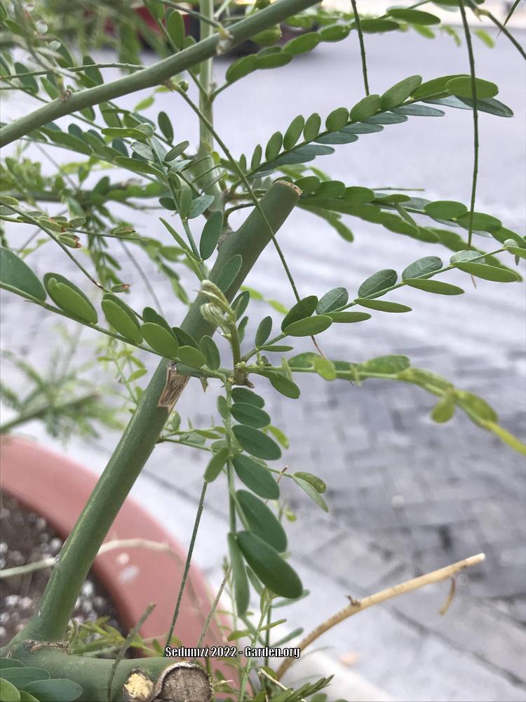 Photo of the leaves of Bigpod Sesbania (Sesbania herbacea) posted by ...