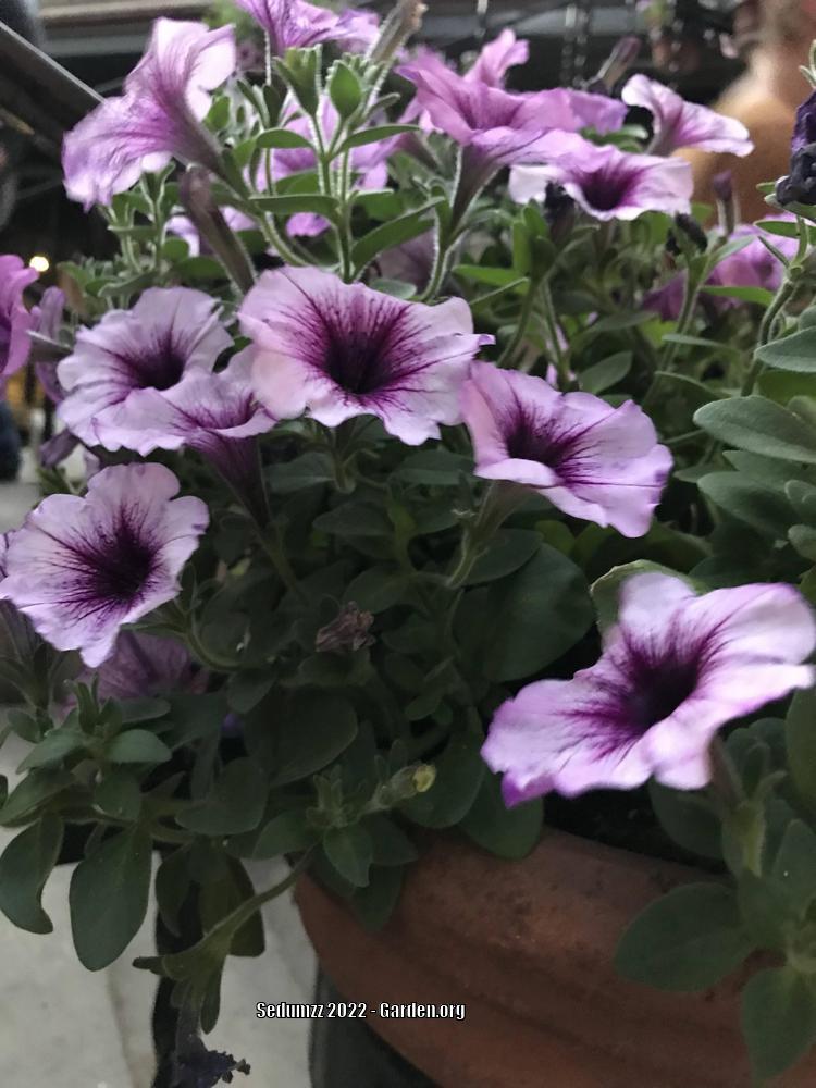Grandiflora Semi-Trailing Petunia (Petunia Purple Vein Ray™) in the ...