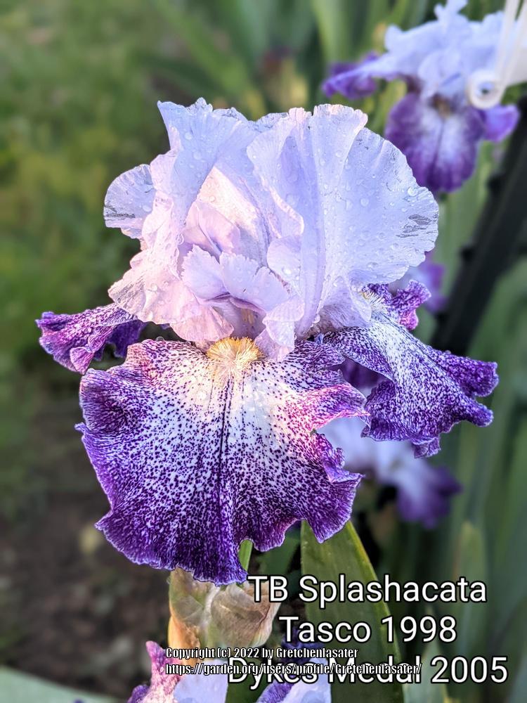 Photo of the bloom of Tall Bearded Iris (Iris 'Splashacata') posted by Gretchenlasater - Garden.org