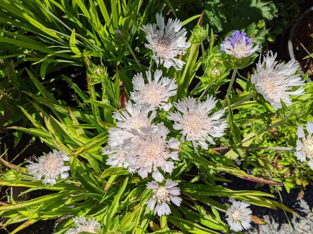 Photo of the entire plant of Stokes' Aster (Stokesia laevis 'Divinity ...